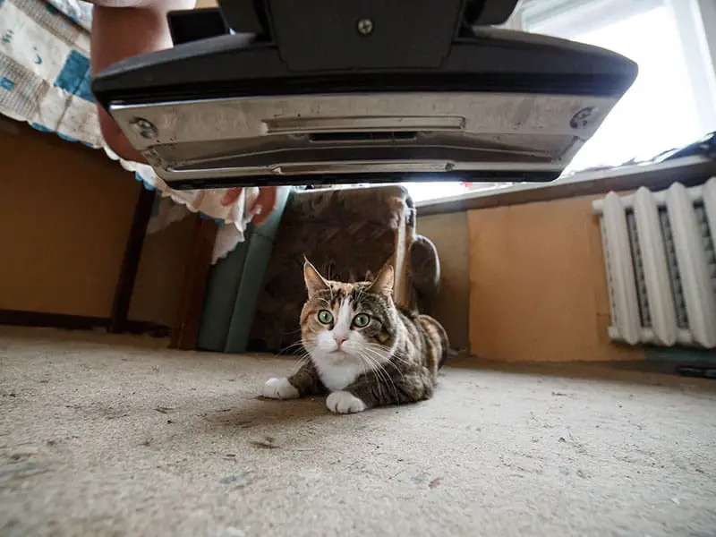 Top 17 Best Vacuums for Cat Litter To Buy Reviews