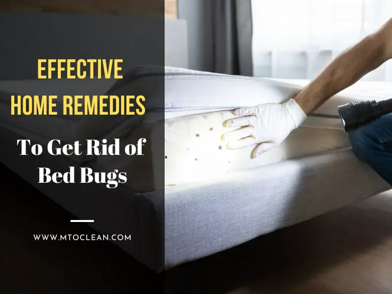 Top 10 Effective Home Remedies to Get Rid of Bed Bugs